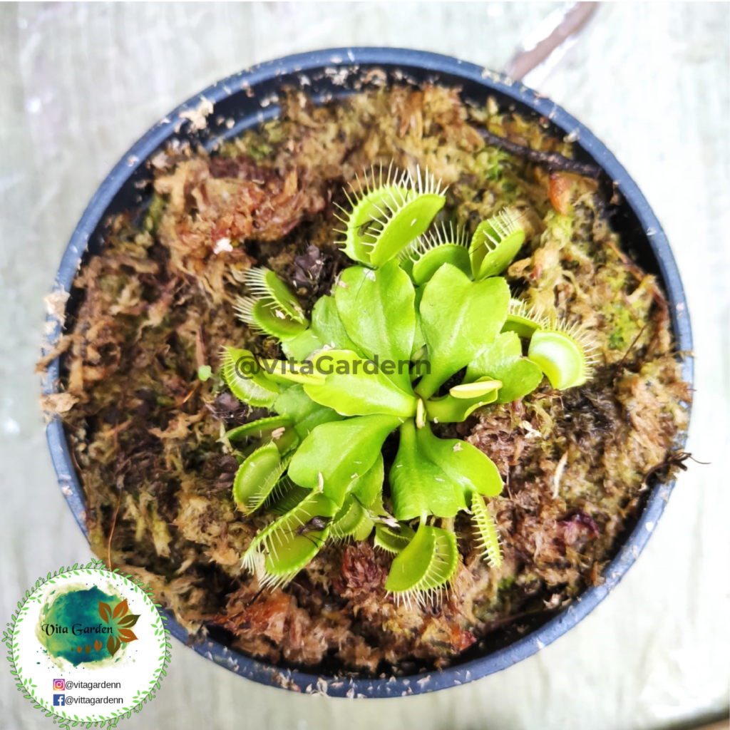 Dionaea Muscipula (Venus atrapamoscas) | Vita Garden