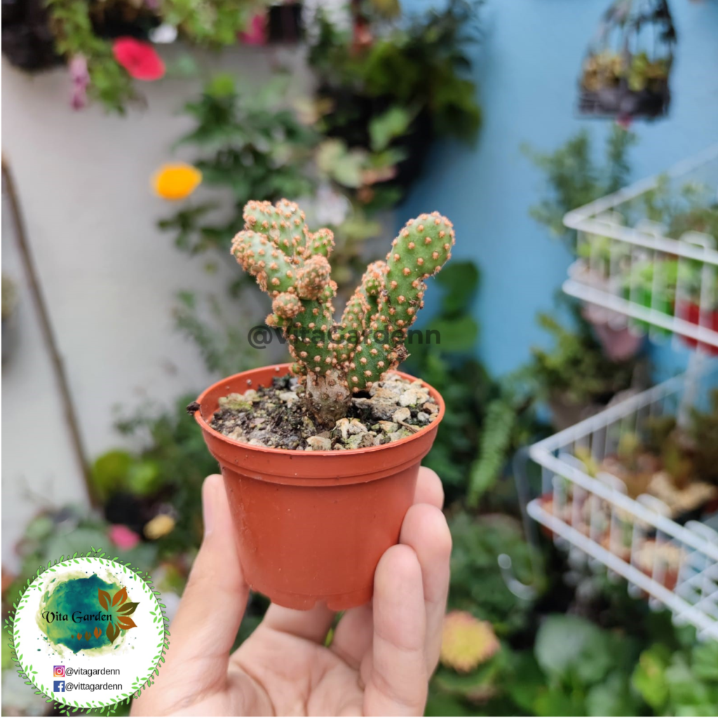 Opuntia Microdasys Rufida | Vita Garden