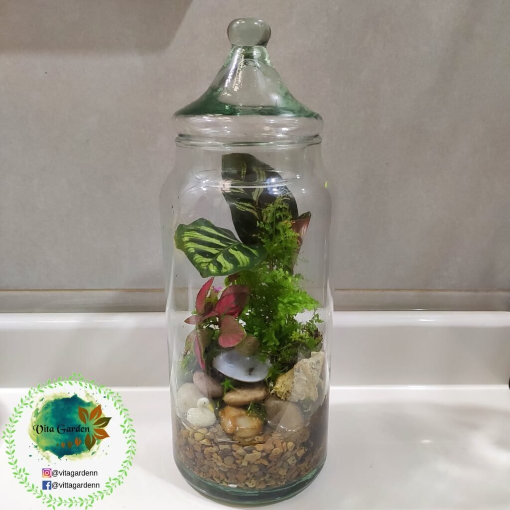Terrario eterno archivos | Vita Garden