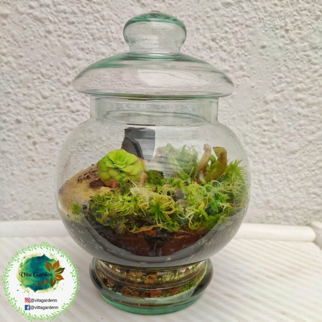Terrario Carnívoro Cerrado | Vita Garden