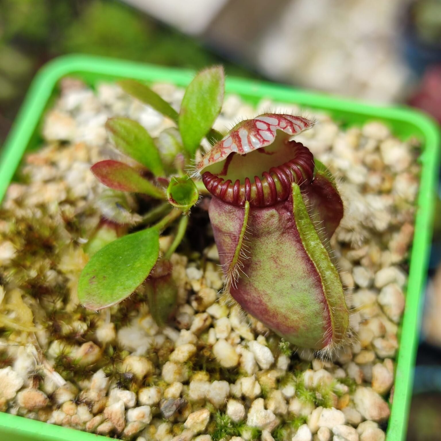 Cephalotus Follicularis – Vita Garden