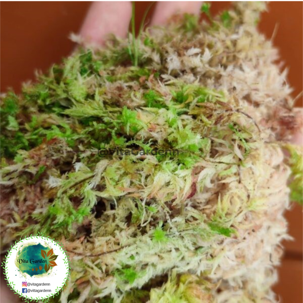 Musgo Sphagnum x media libra | Vita Garden