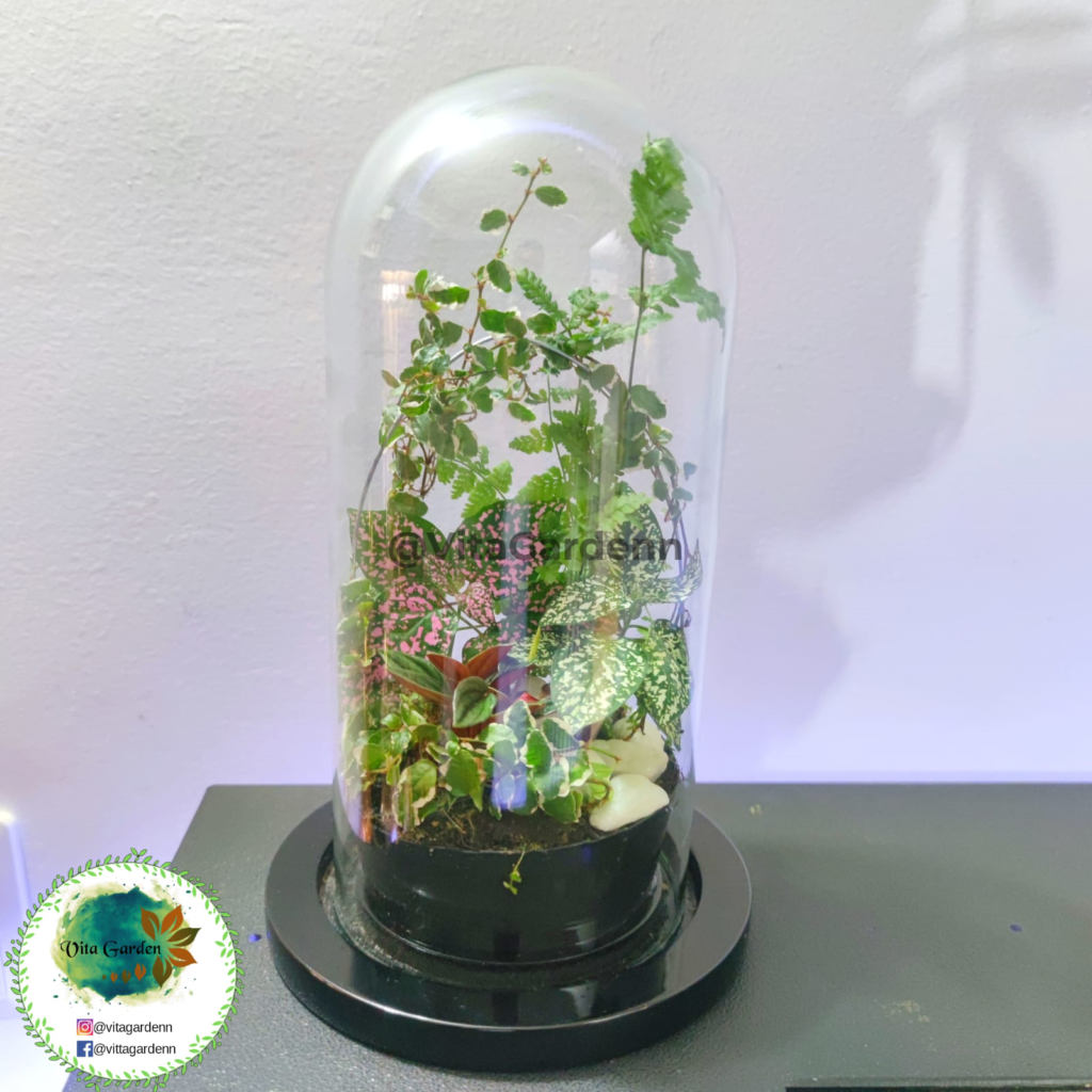 Terrario cerrado en cápsula | Vita Garden