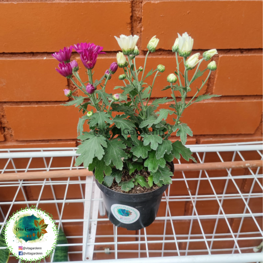 Crisantemo bicolor | Vita Garden