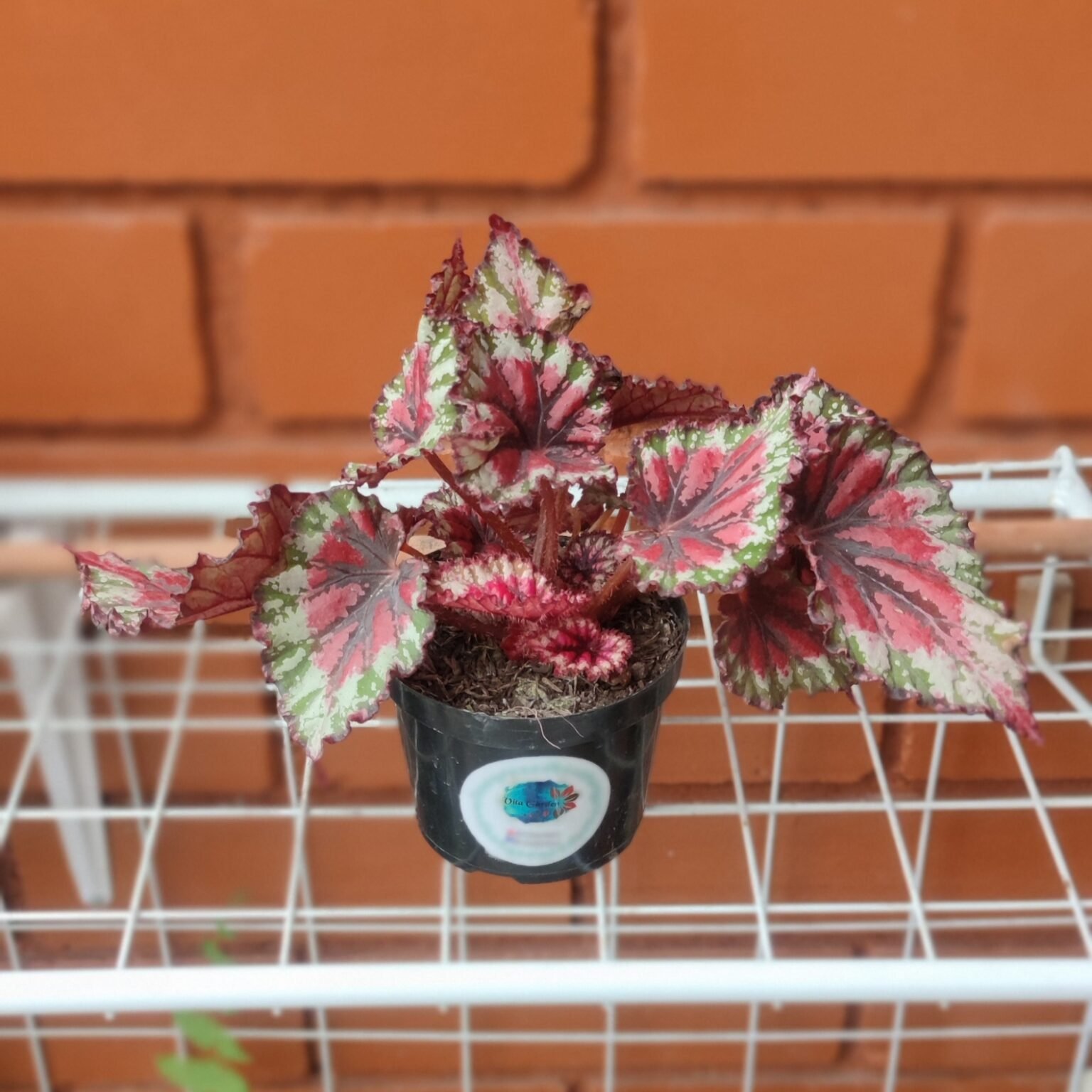 Begonia Rex | Vita Garden