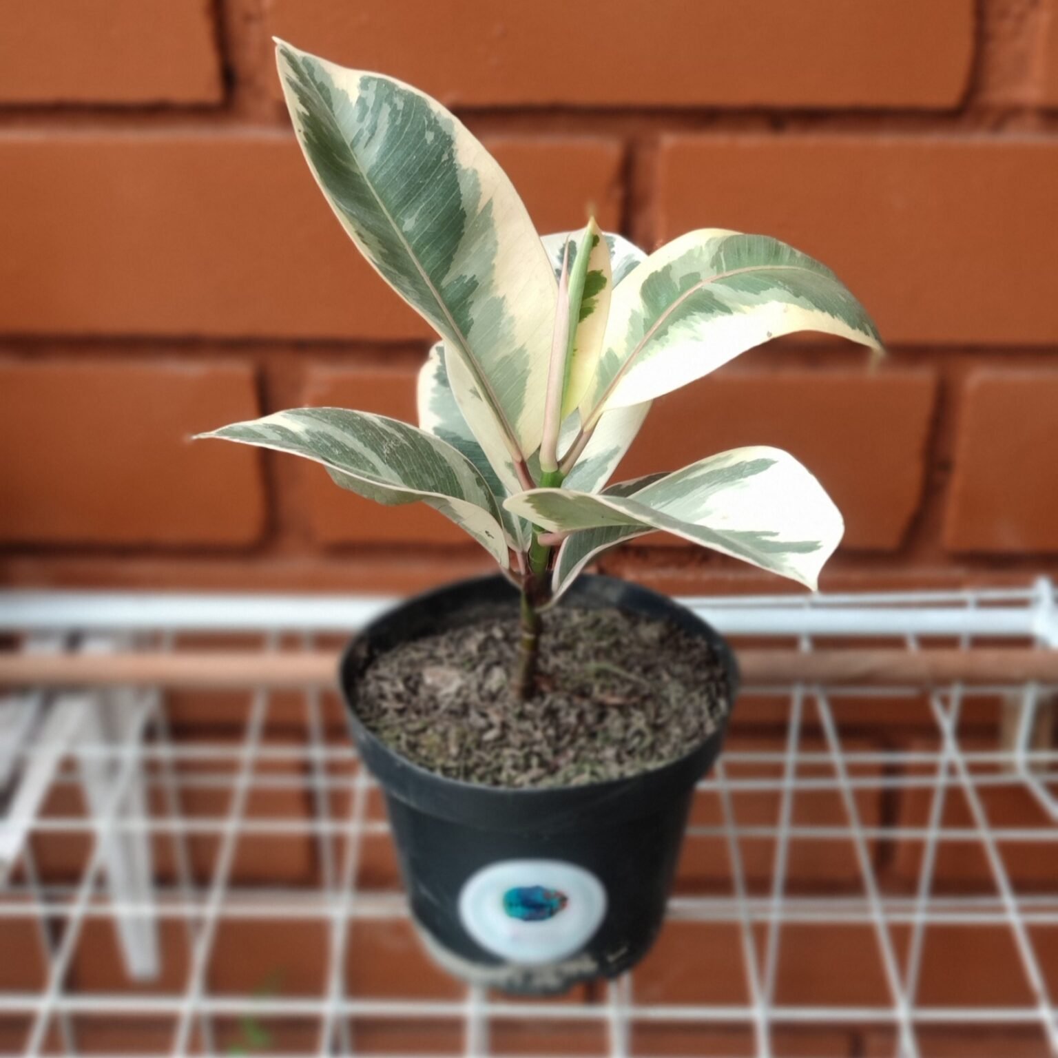 Ficus Elástica Variegada | Vita Garden